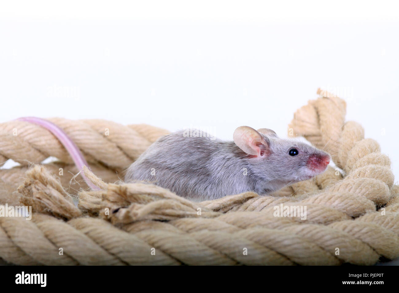 Colour mouse, mush musculus, Farbmaus, Mus musculus Stock Photo - Alamy