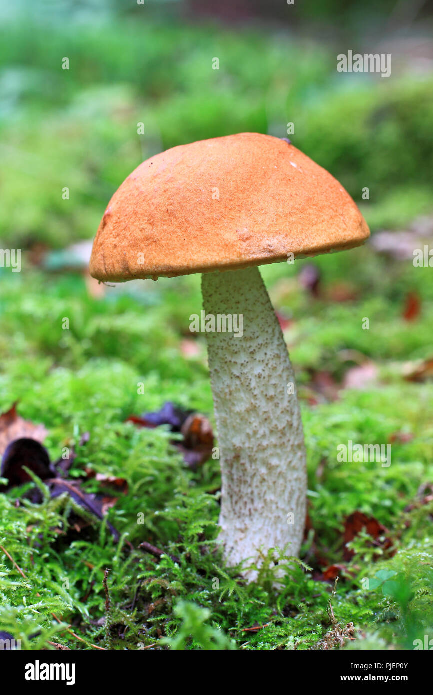 Birch mushroom, Birkenröhrling, food mushroom (Leccinum scabrum ...