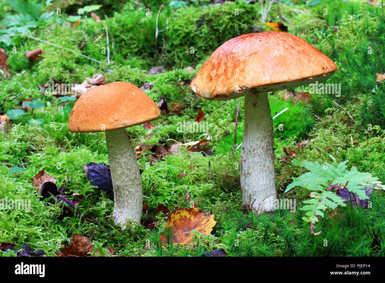 Birch mushroom, Birkenröhrling, food mushroom (Leccinum scabrum ...