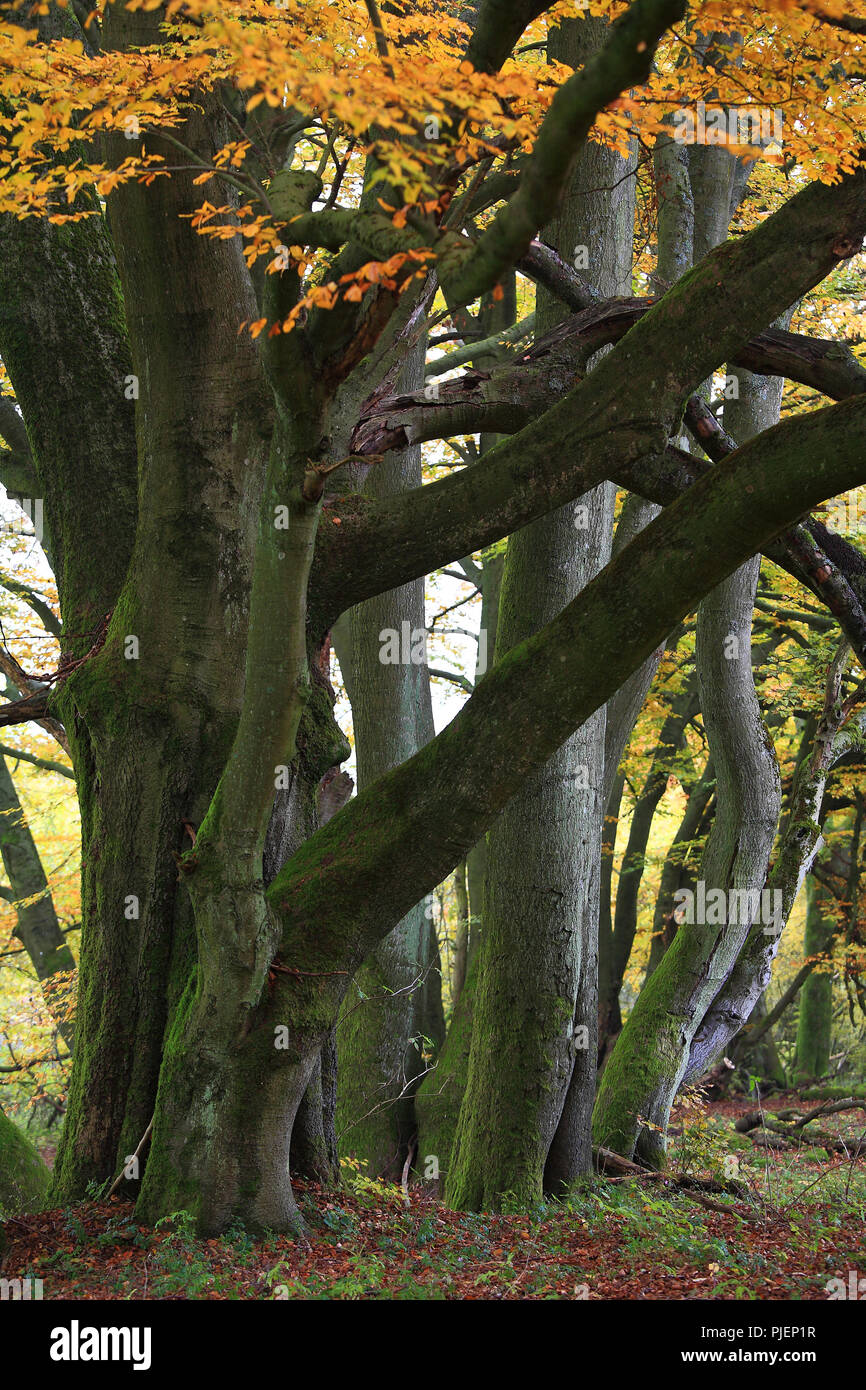 Gnarled old beech trunks, Knorrige alte Buchenstämme Stock Photo - Alamy