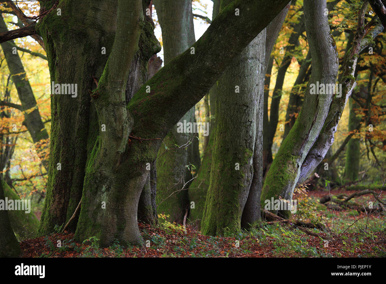 Gnarled beeches hi-res stock photography and images - Alamy
