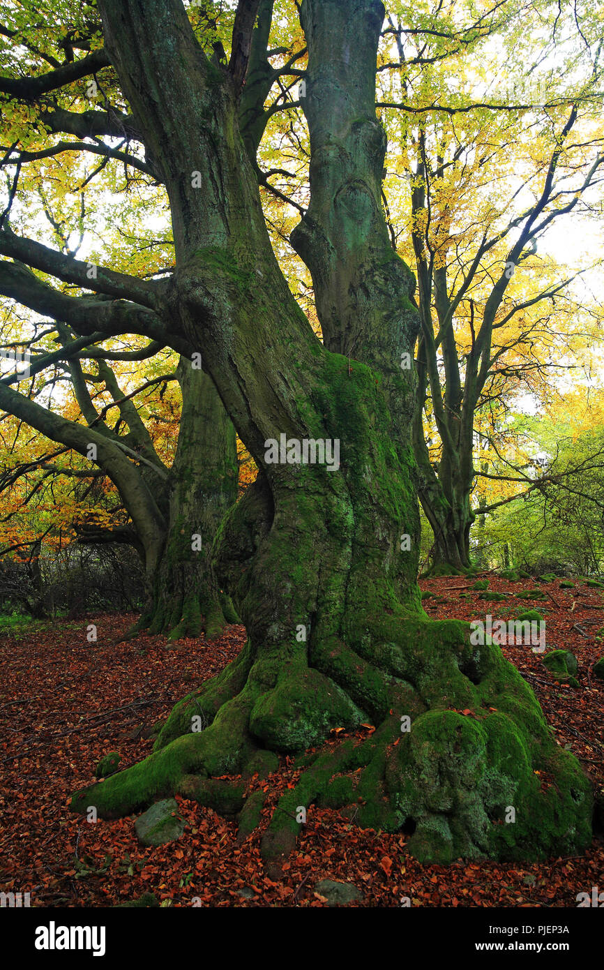 Gnarled old beech trunks, Knorrige alte Buchenstämme Stock Photo - Alamy