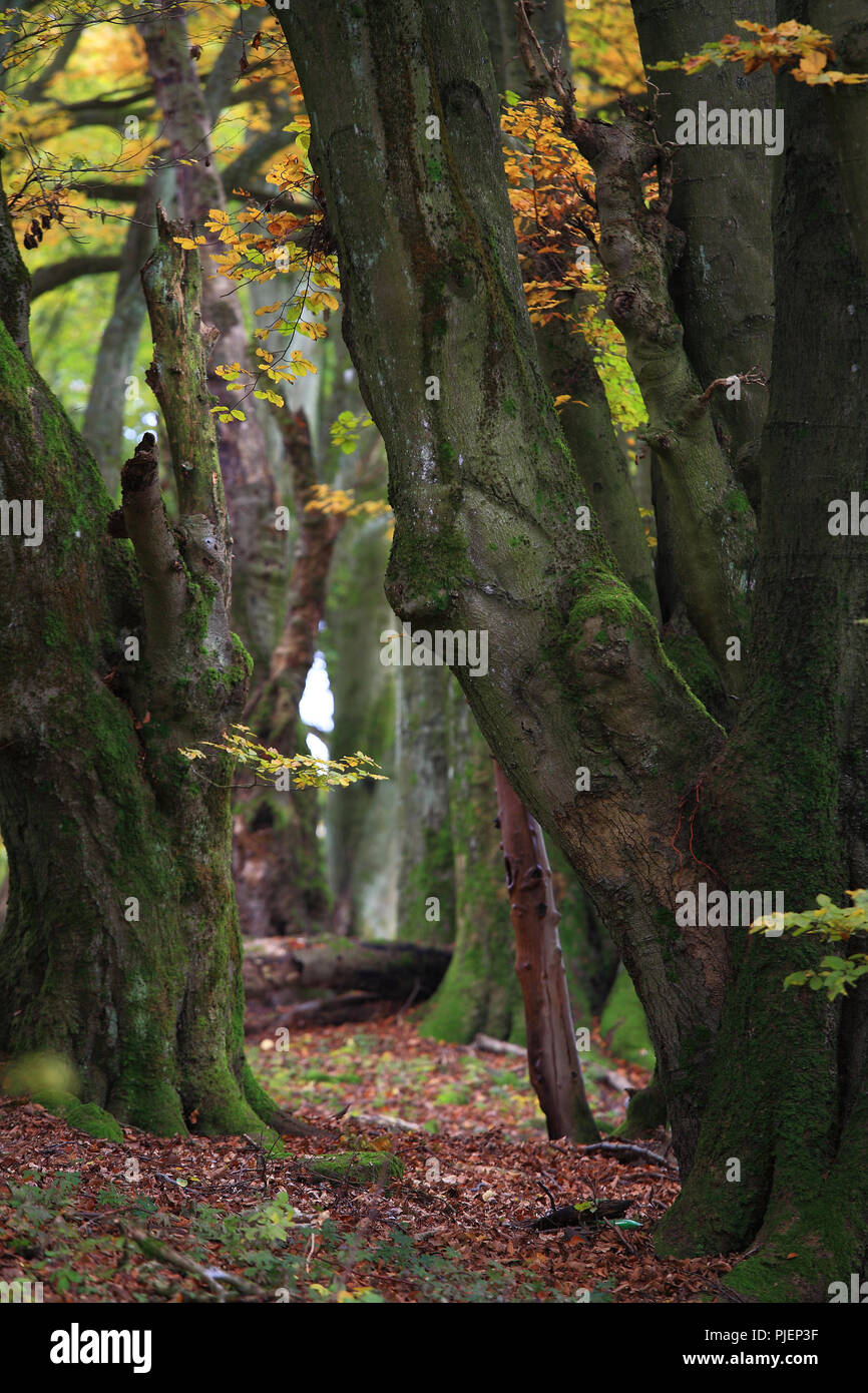Gnarled beeches hi-res stock photography and images - Alamy