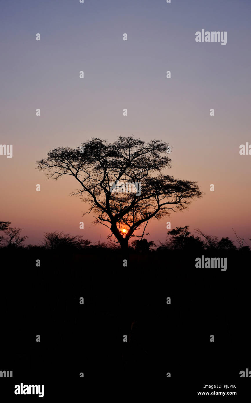 African sunset in Botswana with Acacia tree in silhouette Stock Photo ...