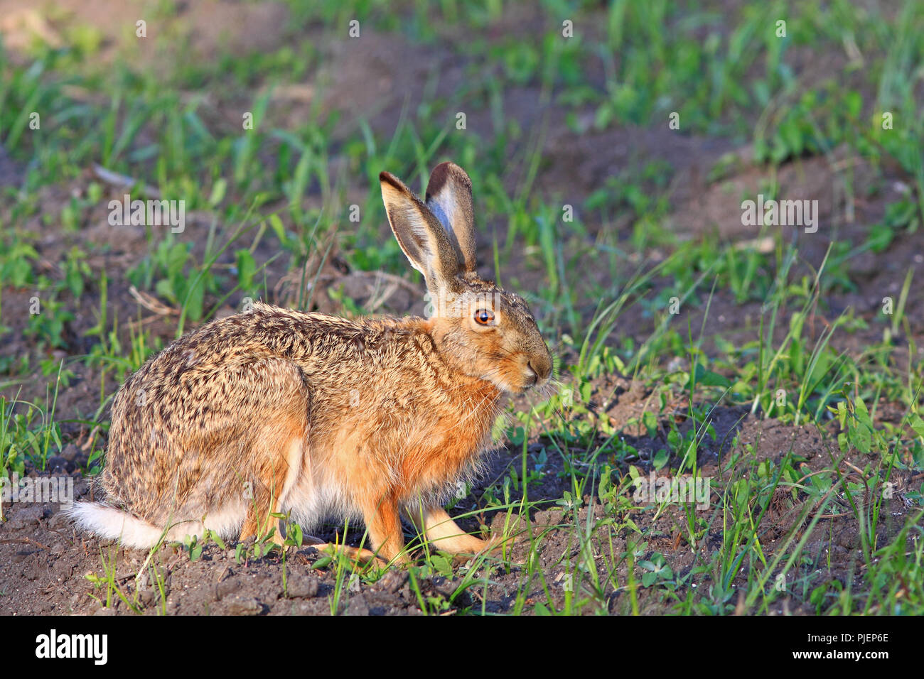 Field hare (Lepus europaeus), Feldhase (Lepus europaeus Stock Photo - Alamy