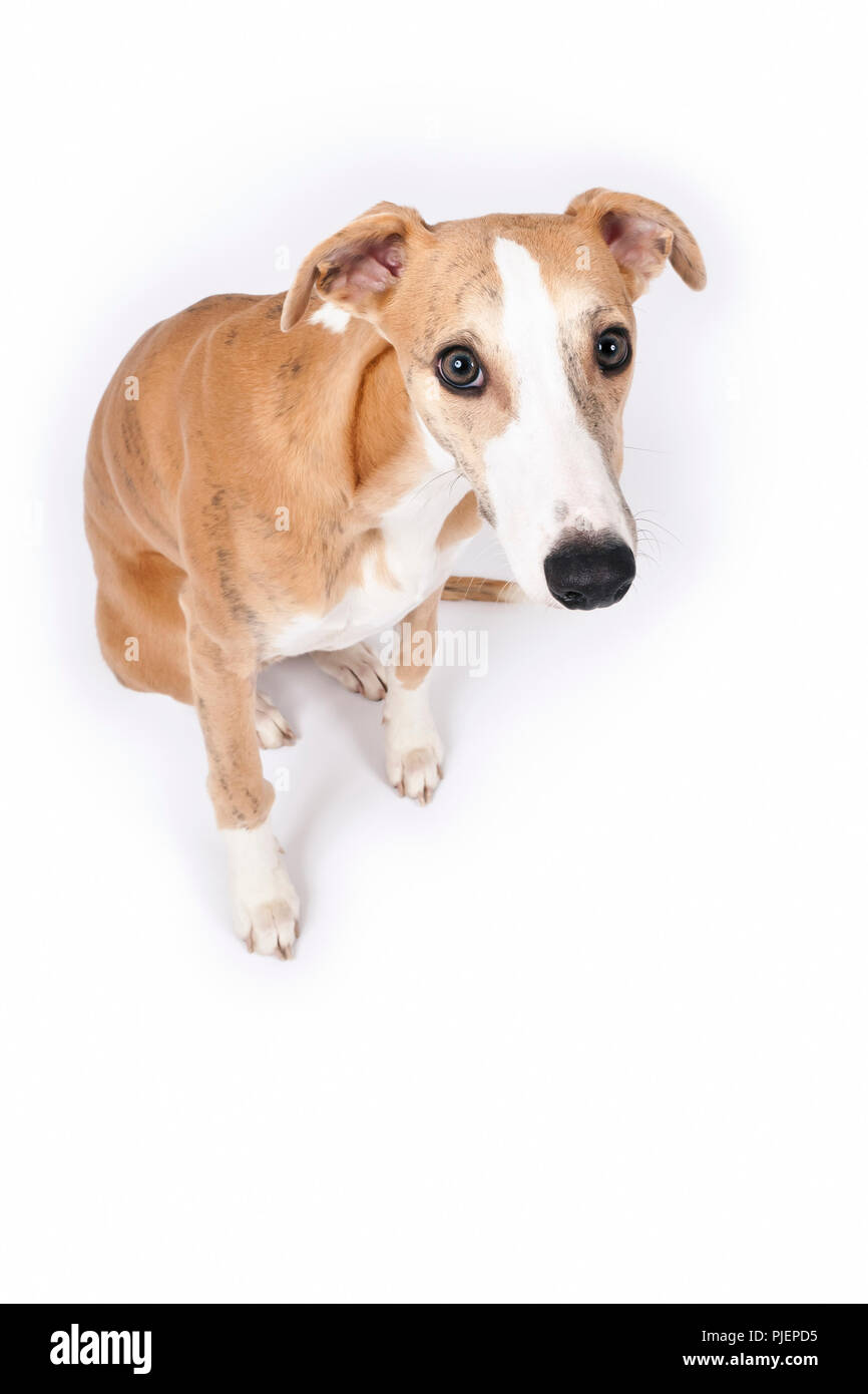 An image of a beautiful whippet dog on white background Stock Photo - Alamy