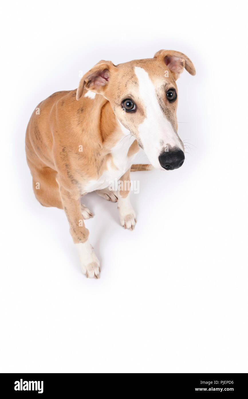Whippet side view Cut Out Stock Images & Pictures - Alamy