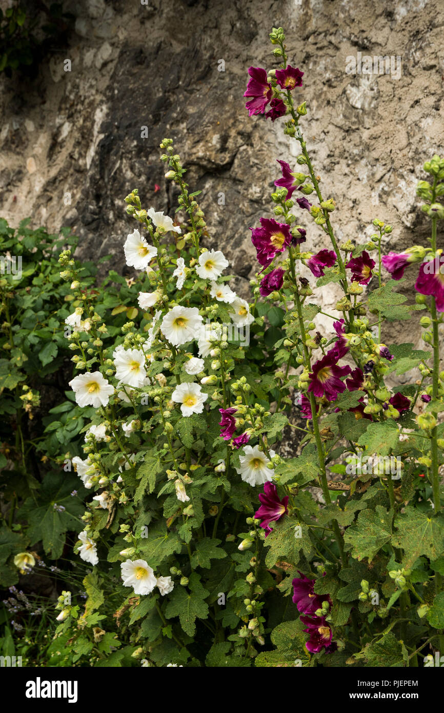 The abundant flowers of Alcea rosea Stock Photo - Alamy