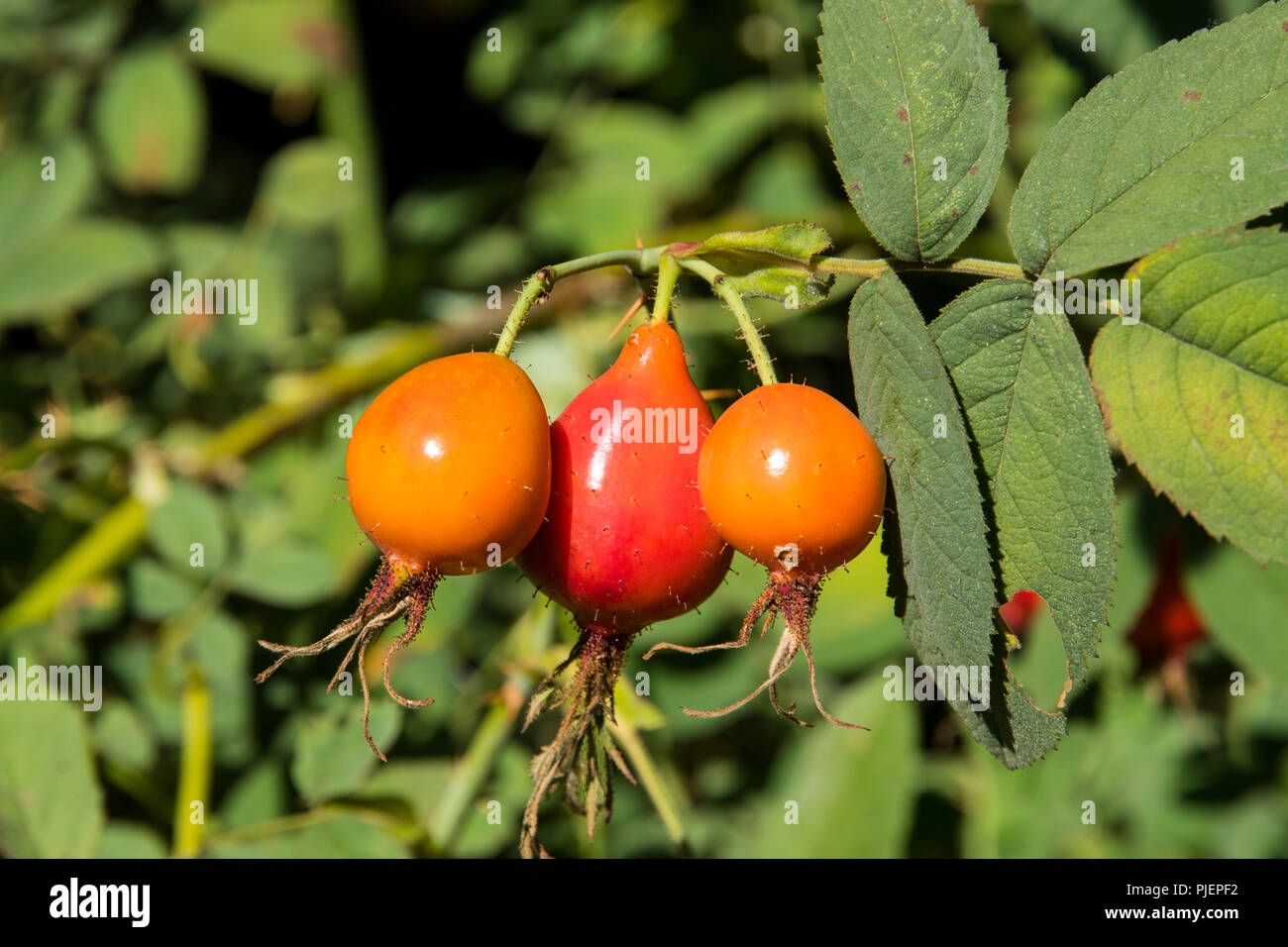Rose with edible hips hi-res stock photography and images - Alamy