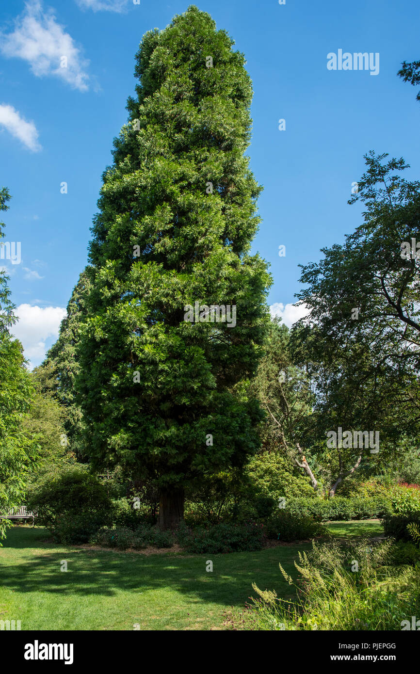 Rare conifer tree hi-res stock photography and images - Alamy