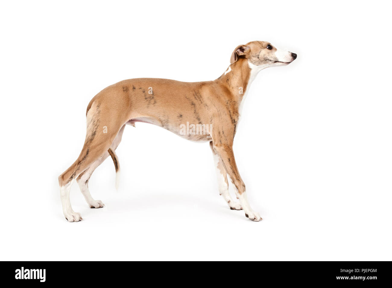 An image of a beautiful whippet dog on white background Stock Photo - Alamy