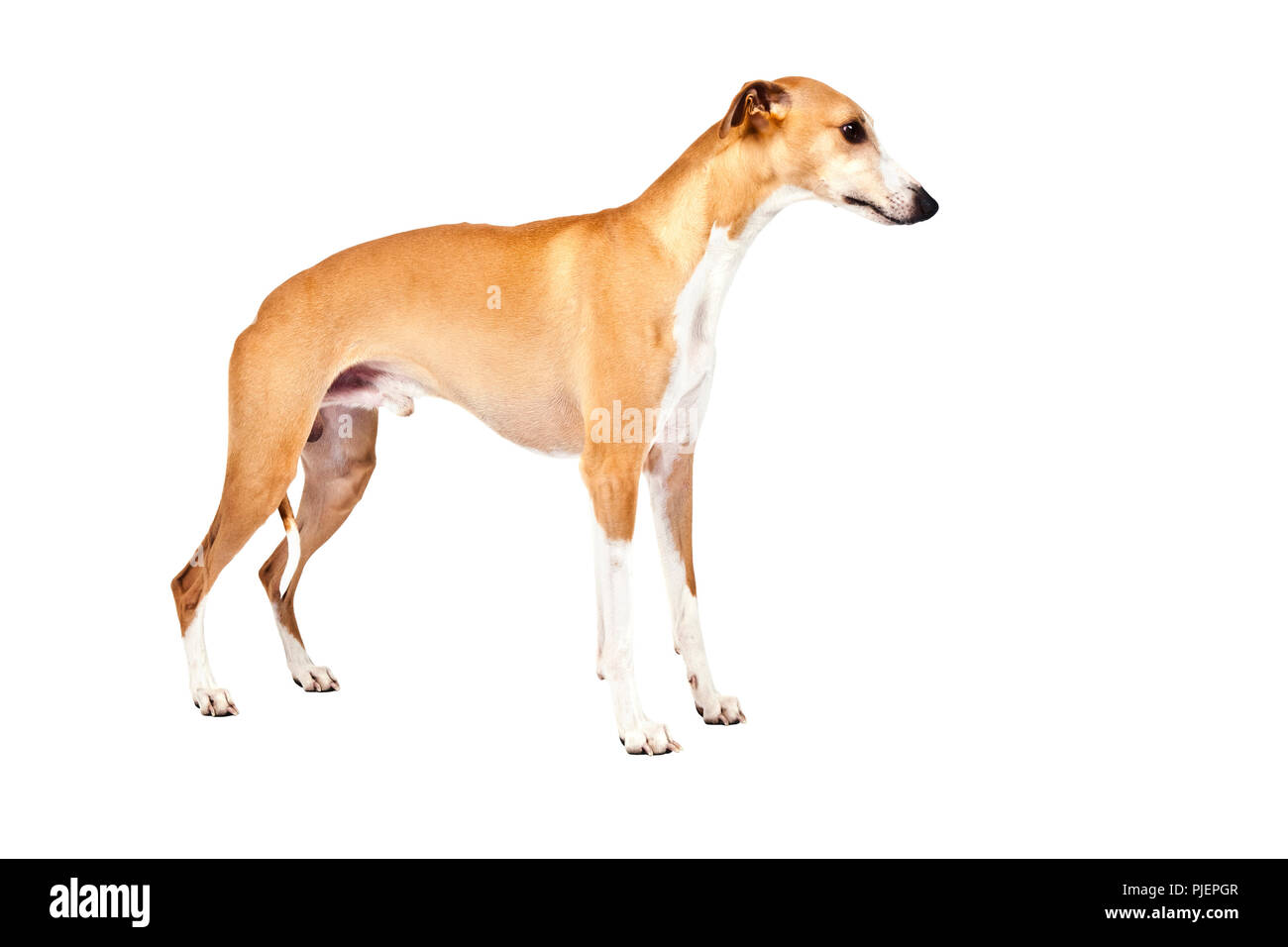 An image of a beautiful whippet dog on white background Stock Photo - Alamy
