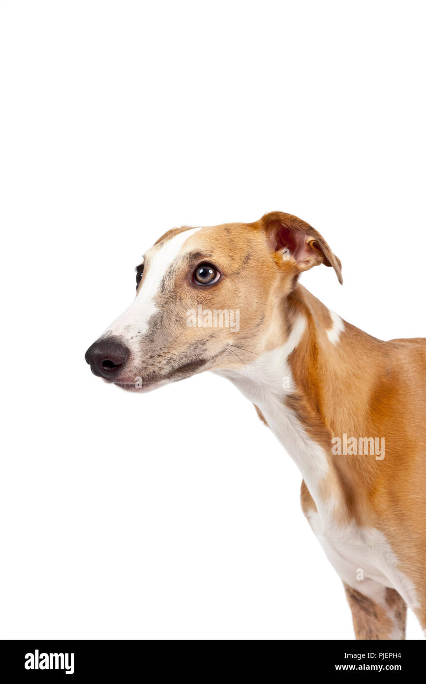 Beautiful whippet hi-res stock photography and images - Alamy