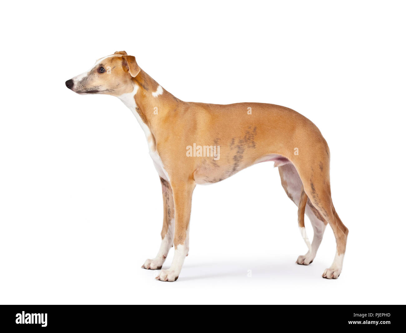 An image of a beautiful whippet dog on white background Stock Photo - Alamy