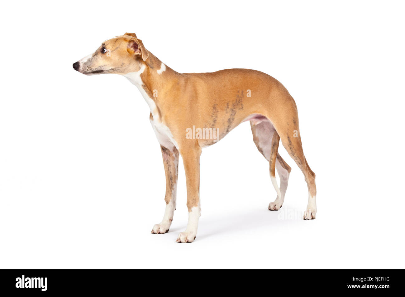 An image of a beautiful whippet dog on white background Stock Photo - Alamy