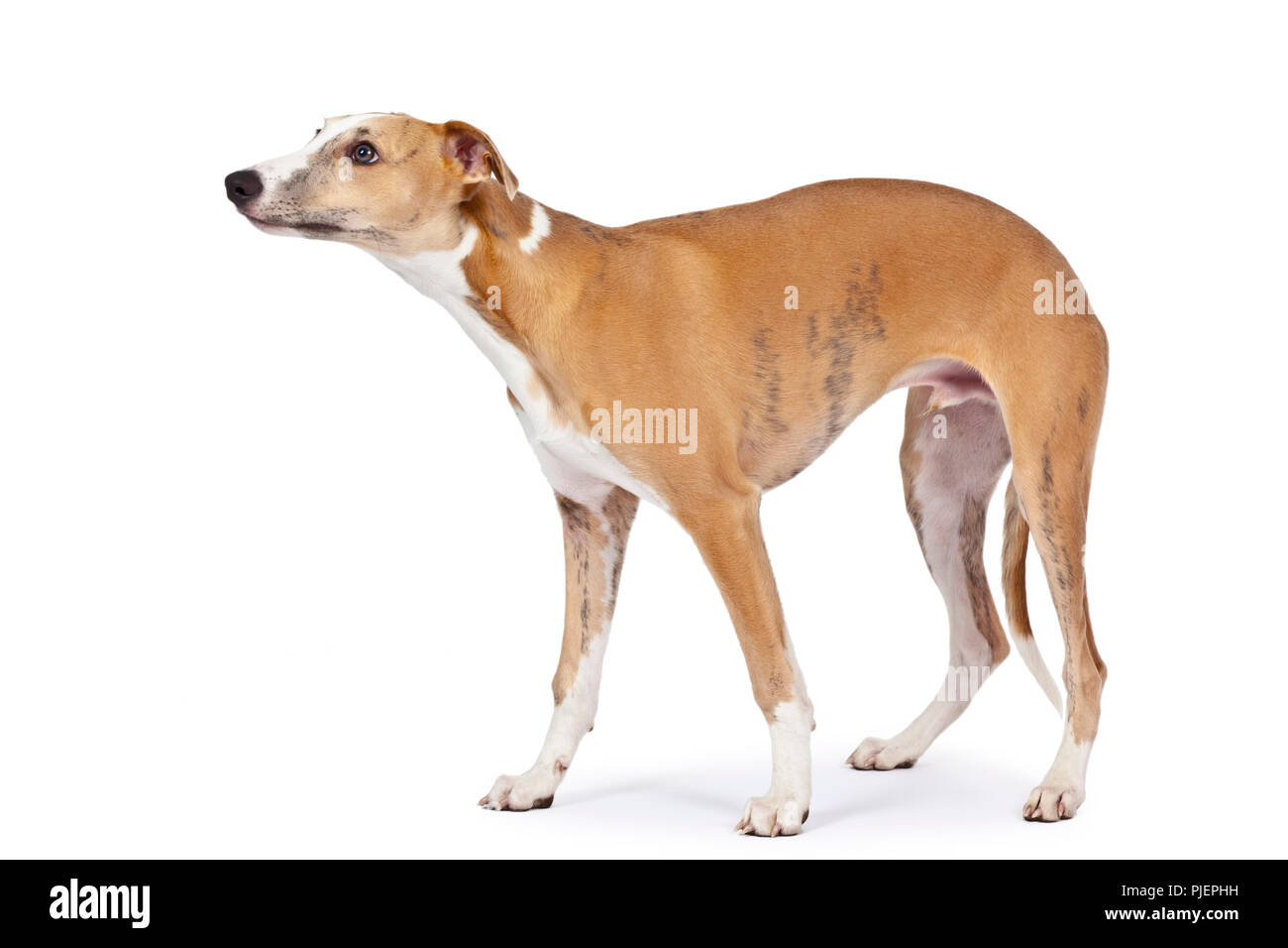 Beautiful whippet hi-res stock photography and images - Alamy