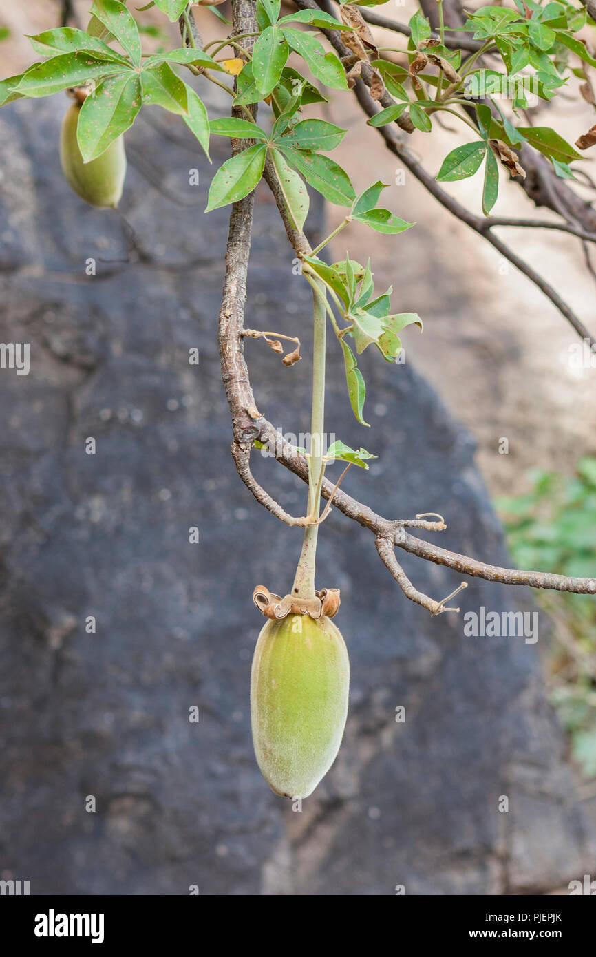 Baobab ("Adansonia digitata") fruit Stock Photo - Alamy
