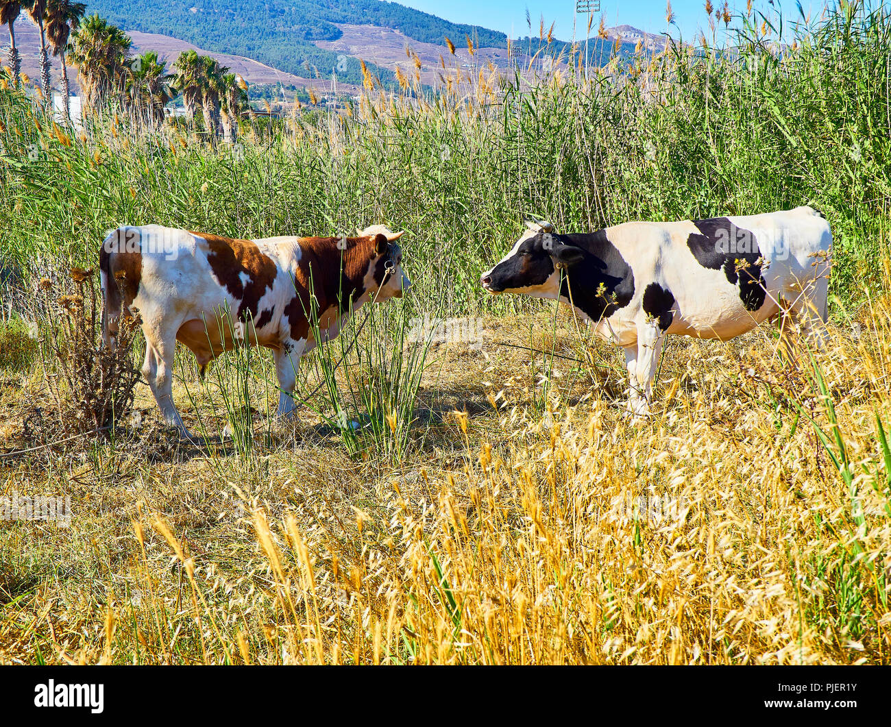 Two cows grazing on a pasture at a mediterranean landscape Stock Photo ...