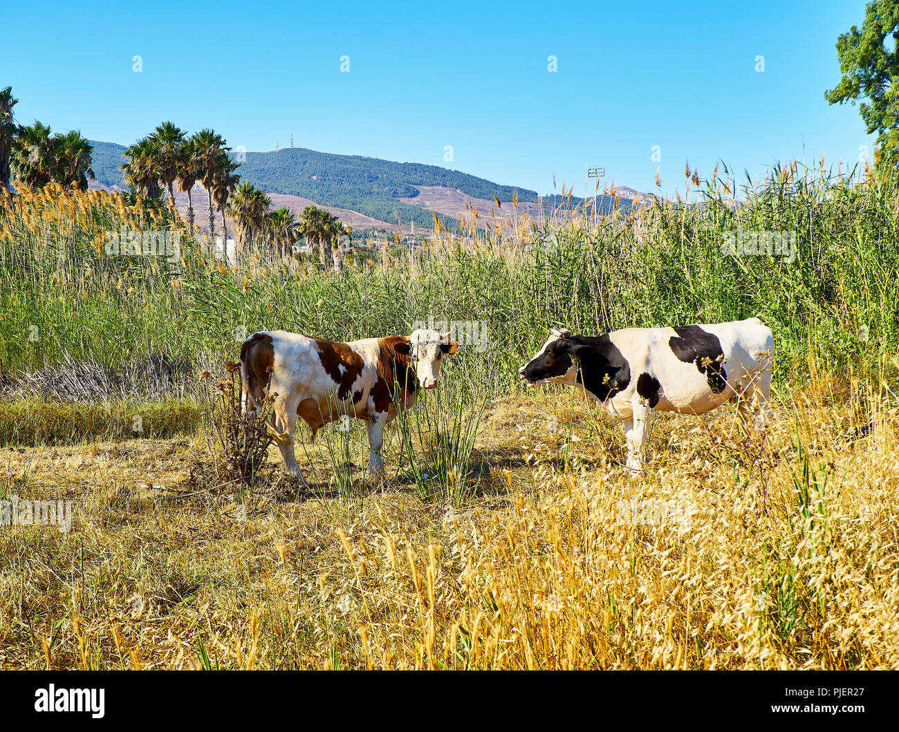 Two cows grazing on a pasture at a mediterranean landscape Stock Photo ...