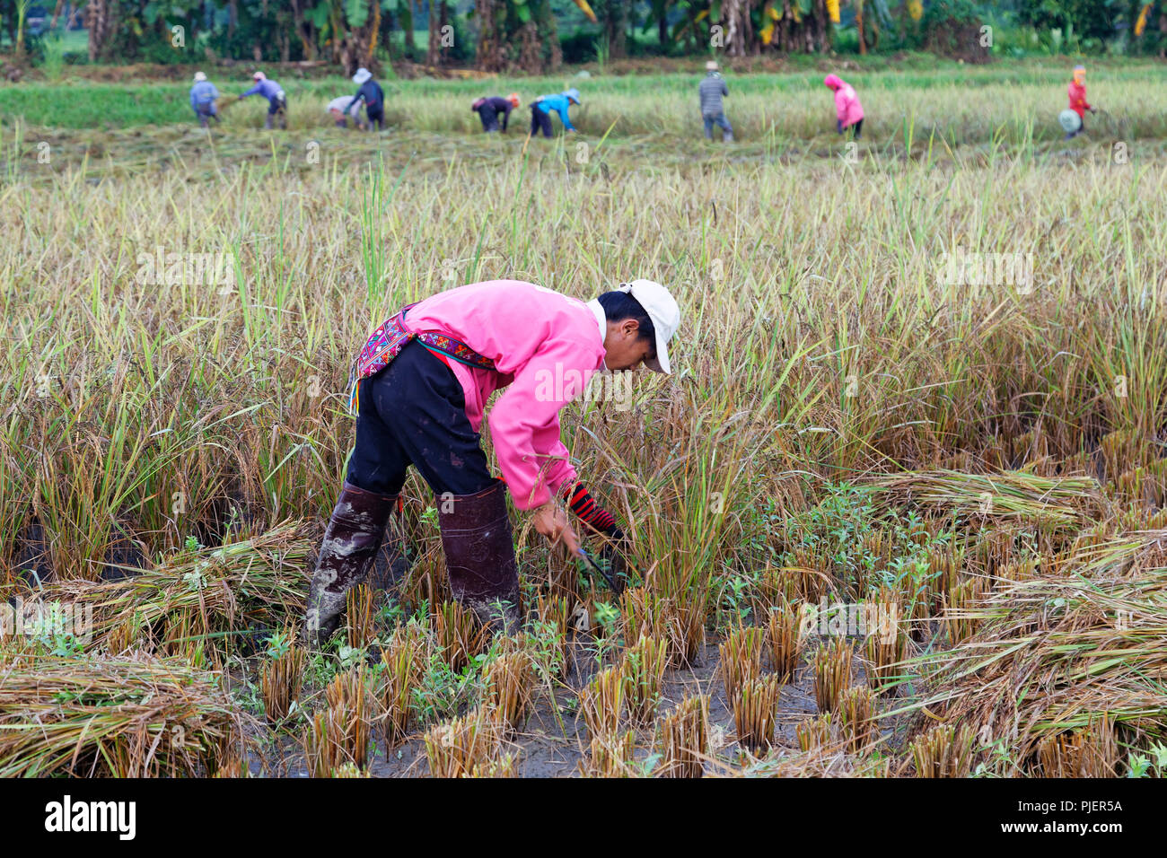 Traditional rice harvesting hi-res stock photography and images - Alamy
