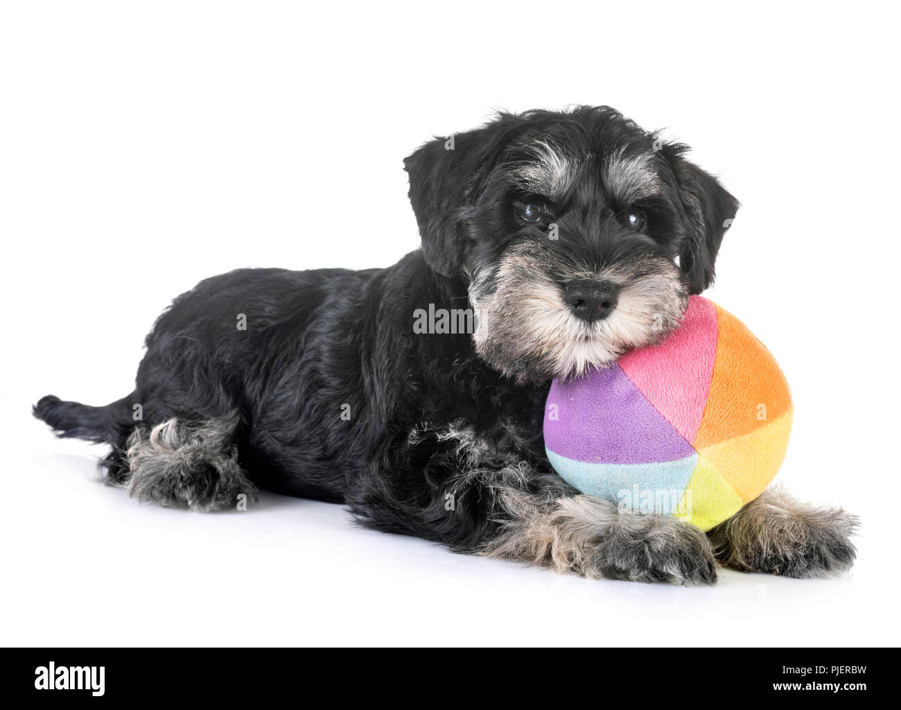 puppy miniature schnauzer in front of white background Stock Photo - Alamy
