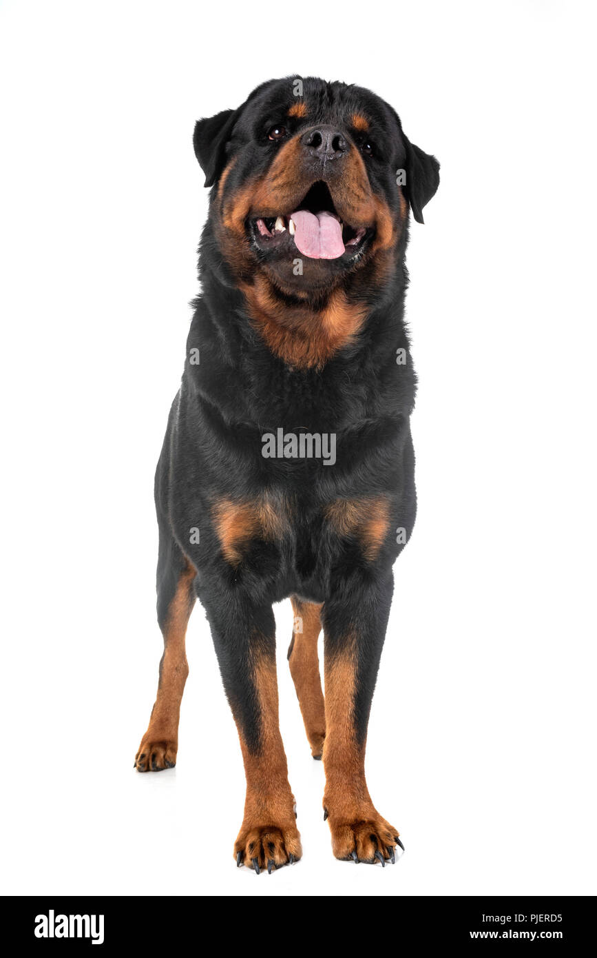 purebred rottweiler in front of white background Stock Photo - Alamy