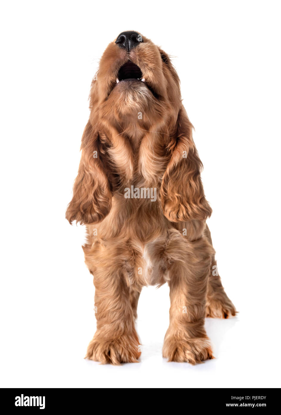 puppy cocker spaniel in front of white background Stock Photo - Alamy