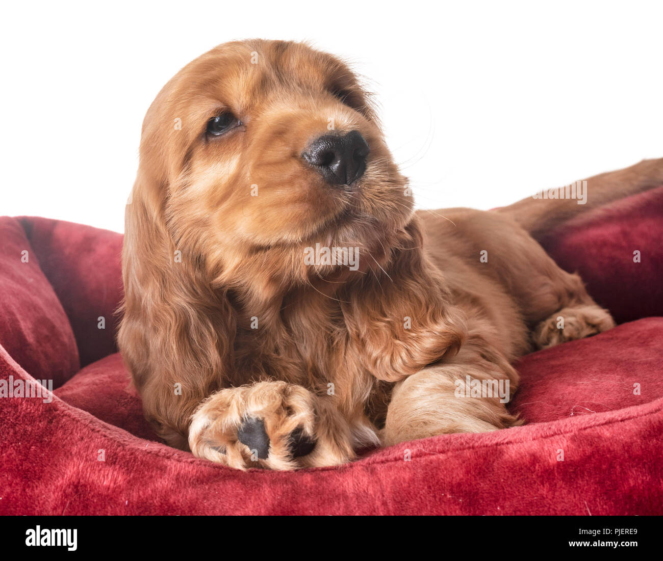puppy cocker spaniel in front of white background Stock Photo - Alamy