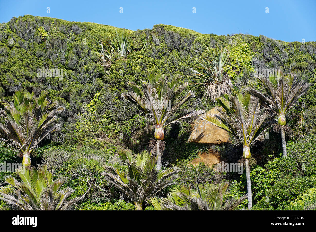 Nikau palm leaf rhopalostylis sapida hi-res stock photography and ...