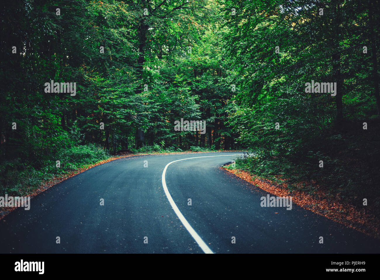 Car on forest path beautiful hi-res stock photography and images - Alamy
