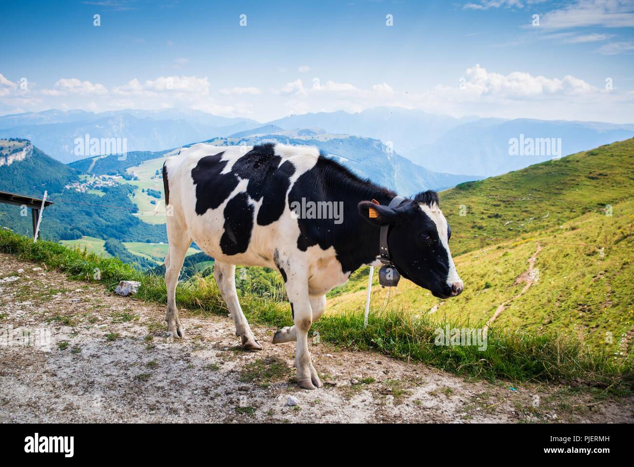 Black and white cow in Italian Alps mountains Stock Photo - Alamy
