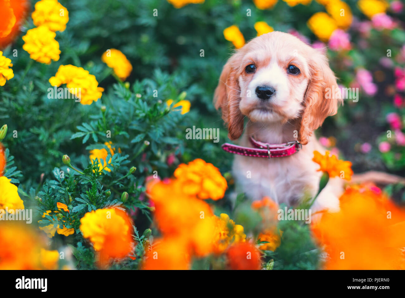 Happy little cocker spaniel puppy sitting outdoors in a flower garden ...