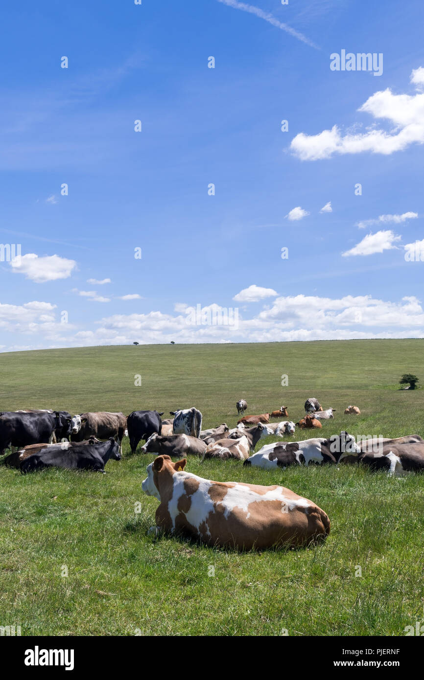 Cows seat on the field at South Downs, Sussex Stock Photo - Alamy