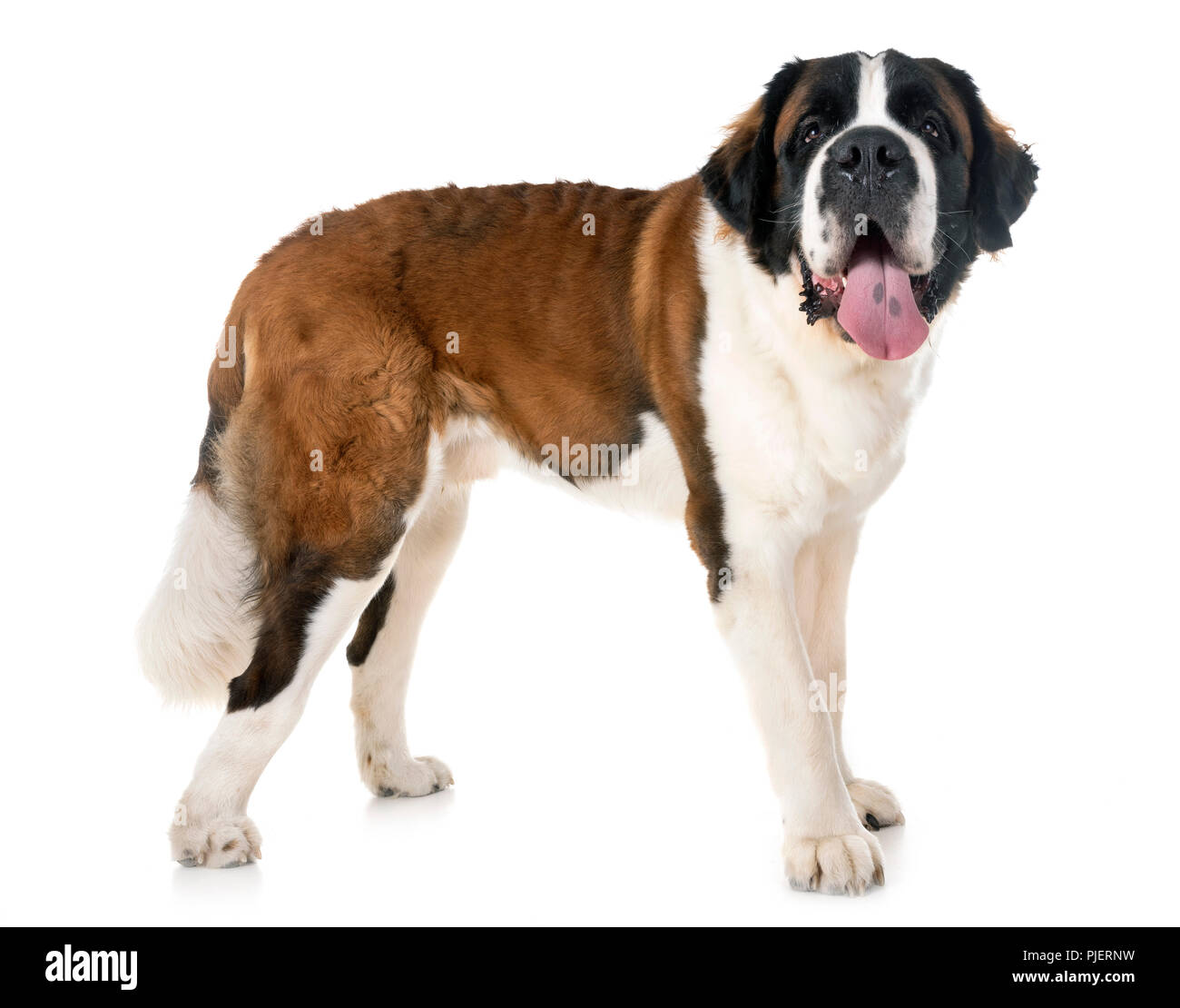 Saint bernard hi-res stock photography and images - Alamy