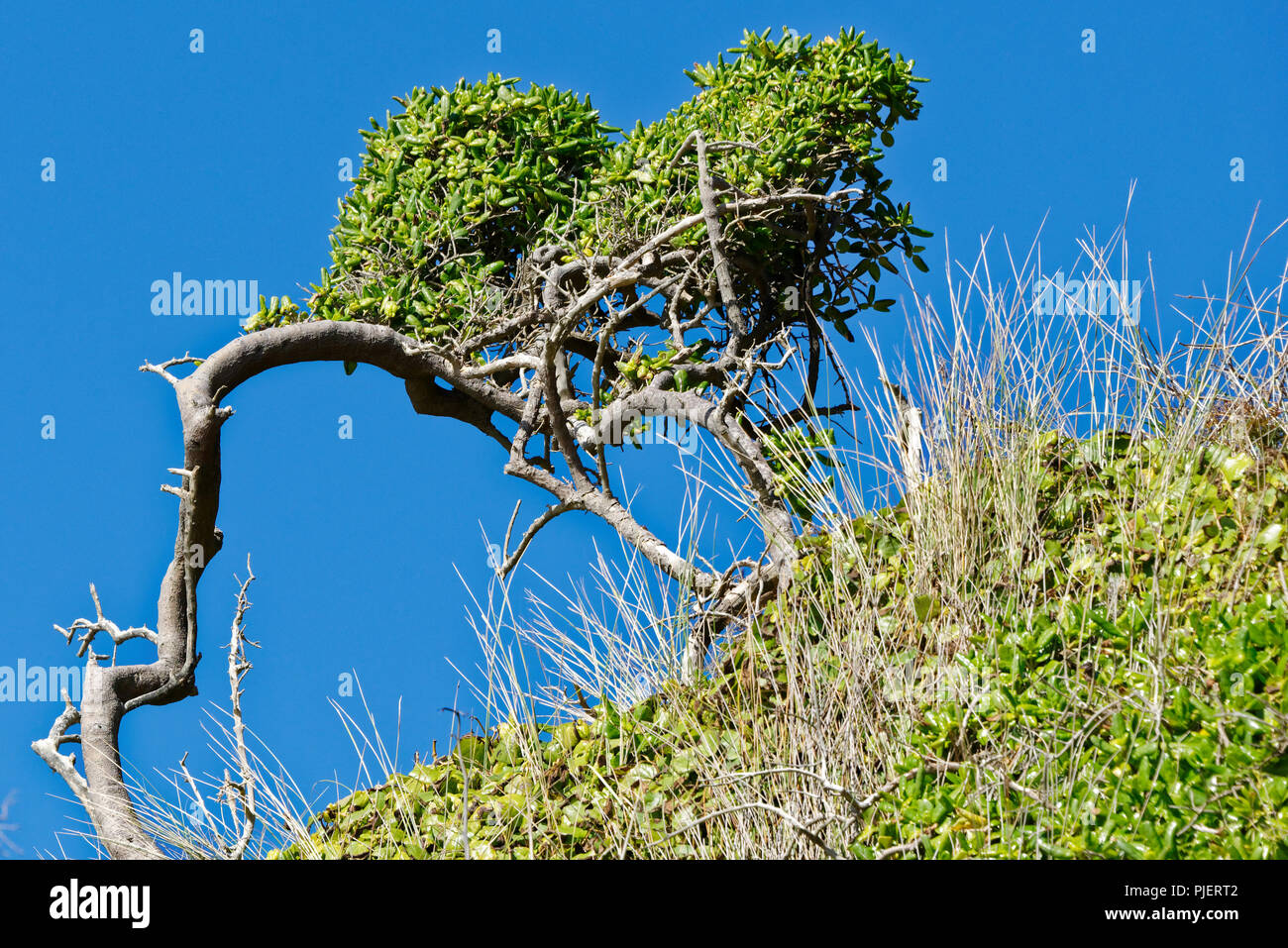 Bush sculpture hi-res stock photography and images - Alamy