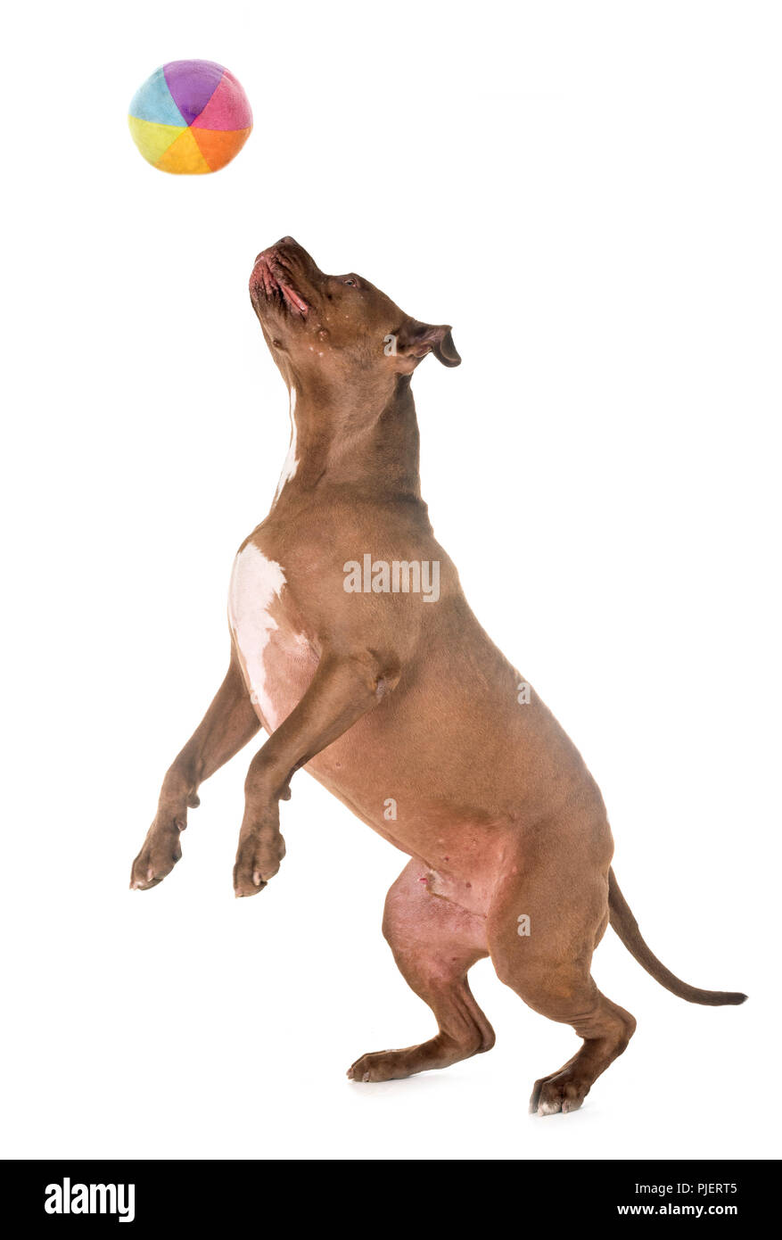 Pitbull standing front hi-res stock photography and images - Alamy