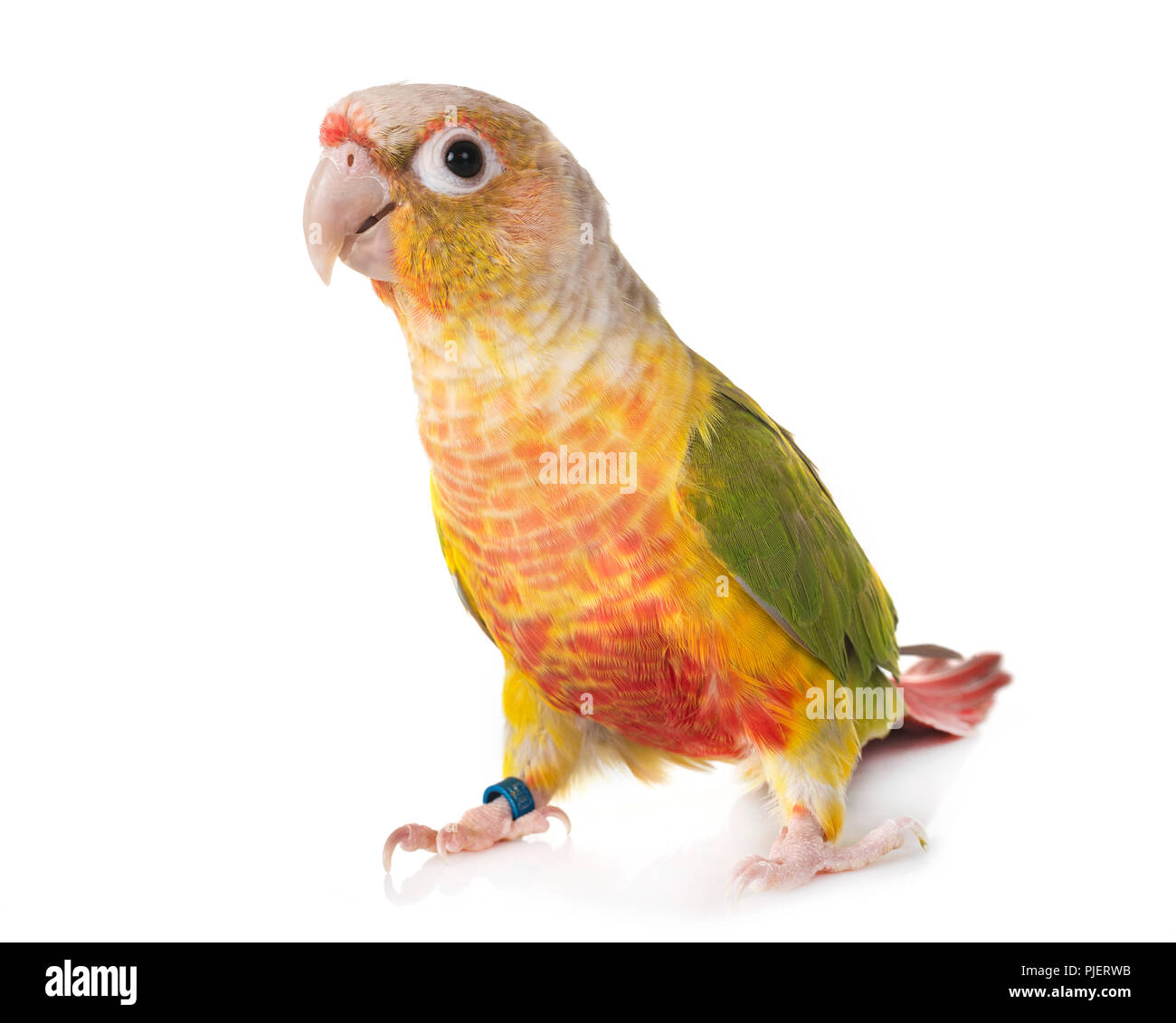 Green-cheeked parakeet in front of white background Stock Photo - Alamy