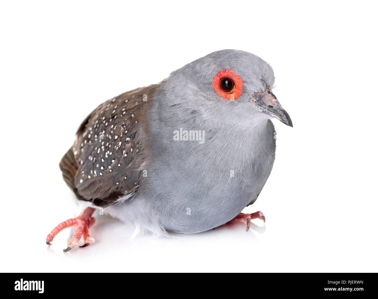 Diamond dove in front of white background Stock Photo - Alamy