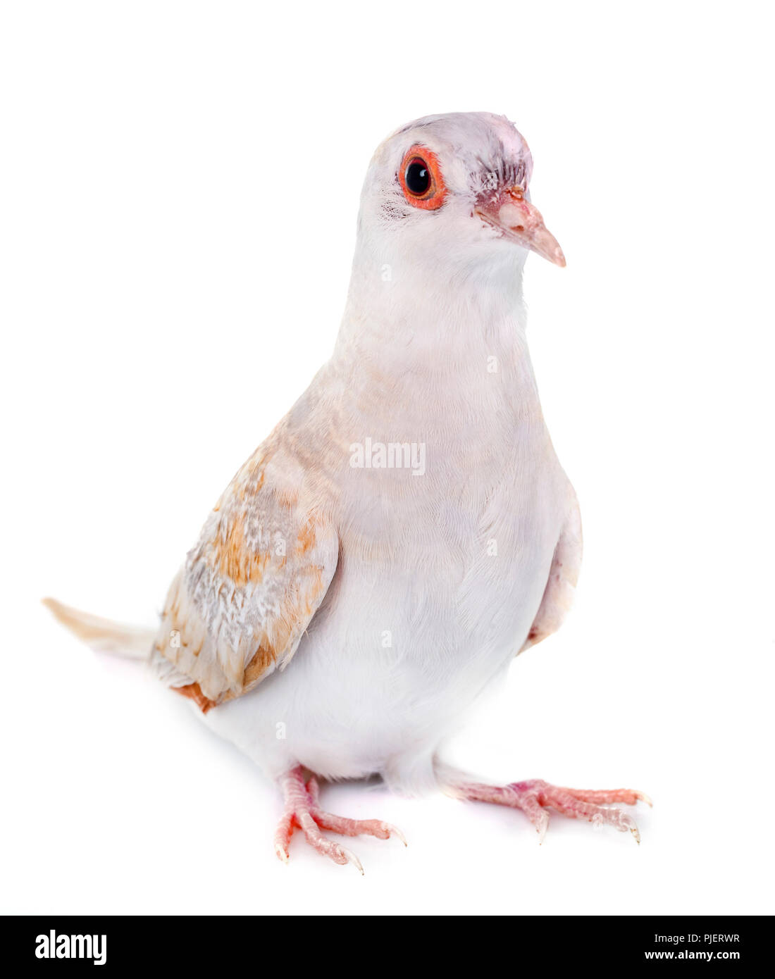 Diamond dove in front of white background Stock Photo - Alamy
