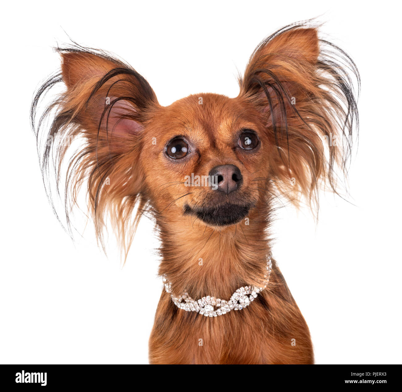 Russkiy Toy in front of white background Stock Photo - Alamy