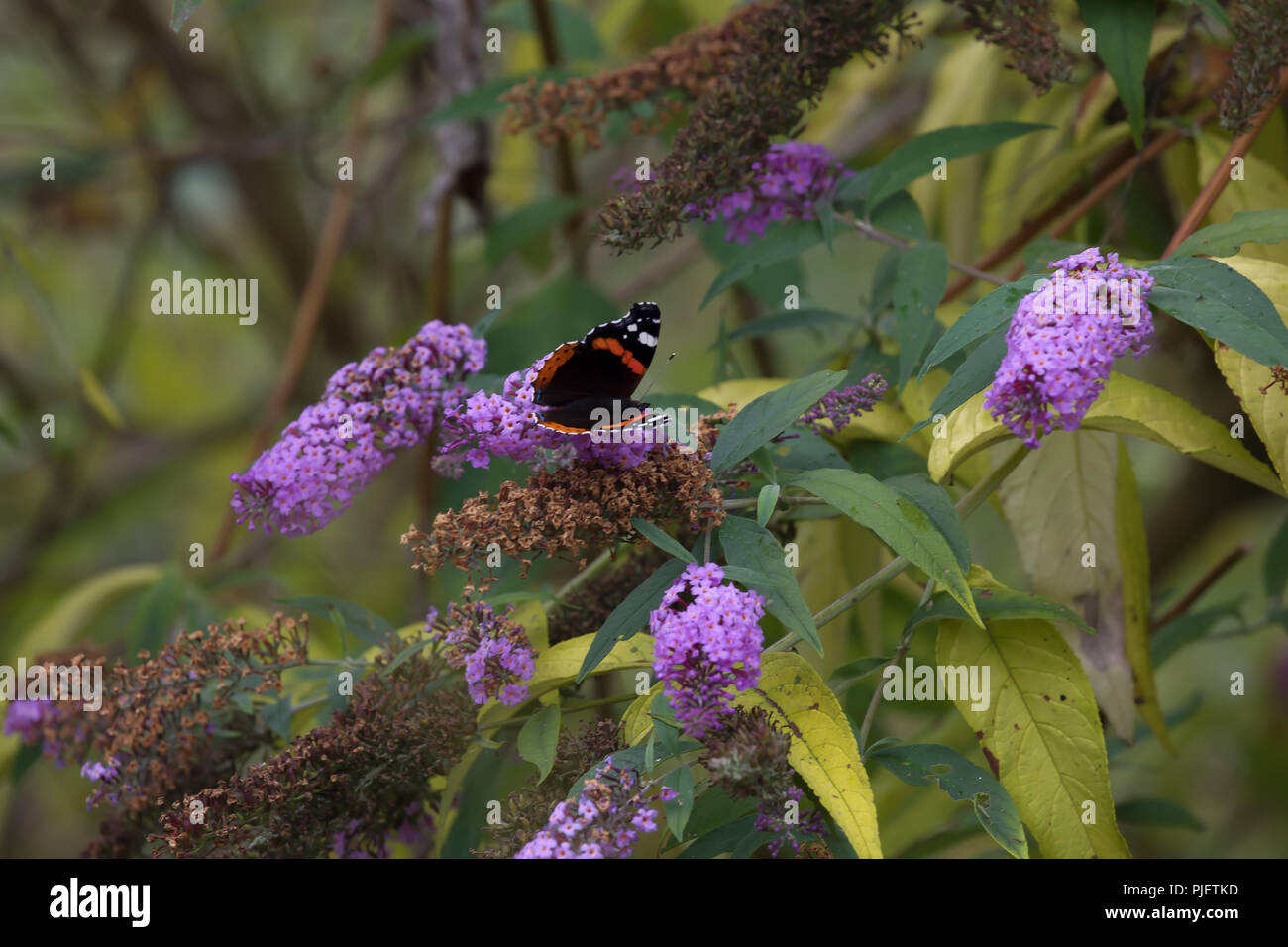 Bird flowers pollen uk hi-res stock photography and images - Alamy