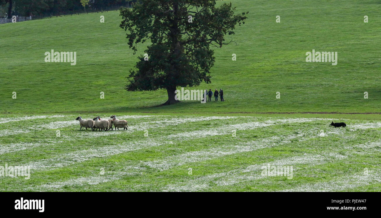 Gill Hall Estate, Dromore, County Down, Northern Ireland. 06 September ...