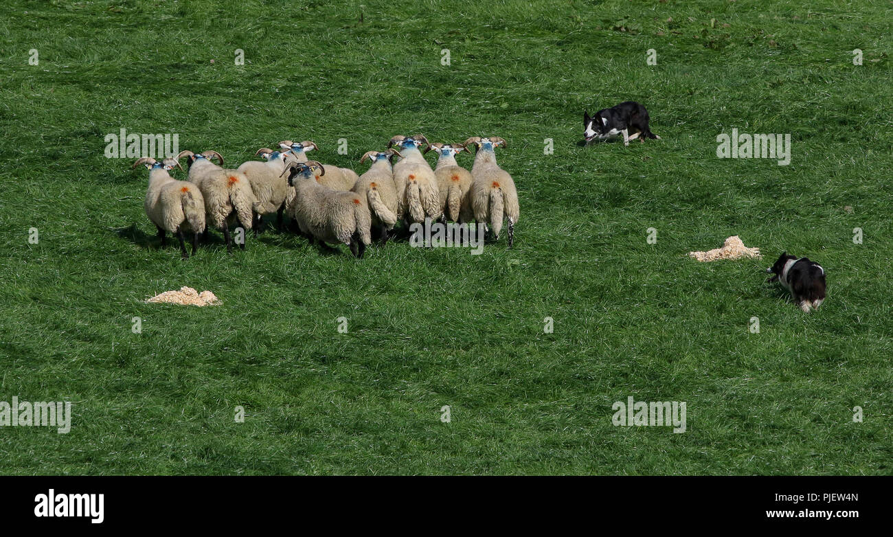 Gill Hall Estate, Dromore, County Down, Northern Ireland. 06 September ...