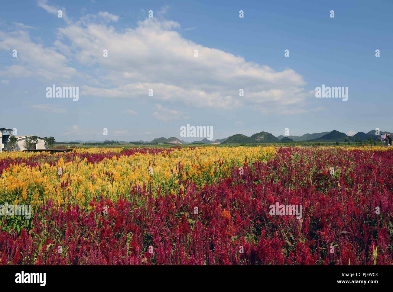 Luoping. 5th Sep, 2018. Photo taken on Sept. 5, 2018 shows the colorful ...