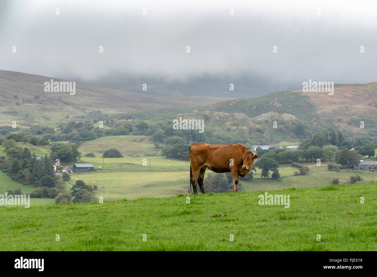 Bala lake railway dog hi-res stock photography and images - Alamy