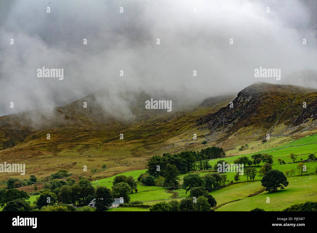 Bala lake railway dog hi-res stock photography and images - Alamy