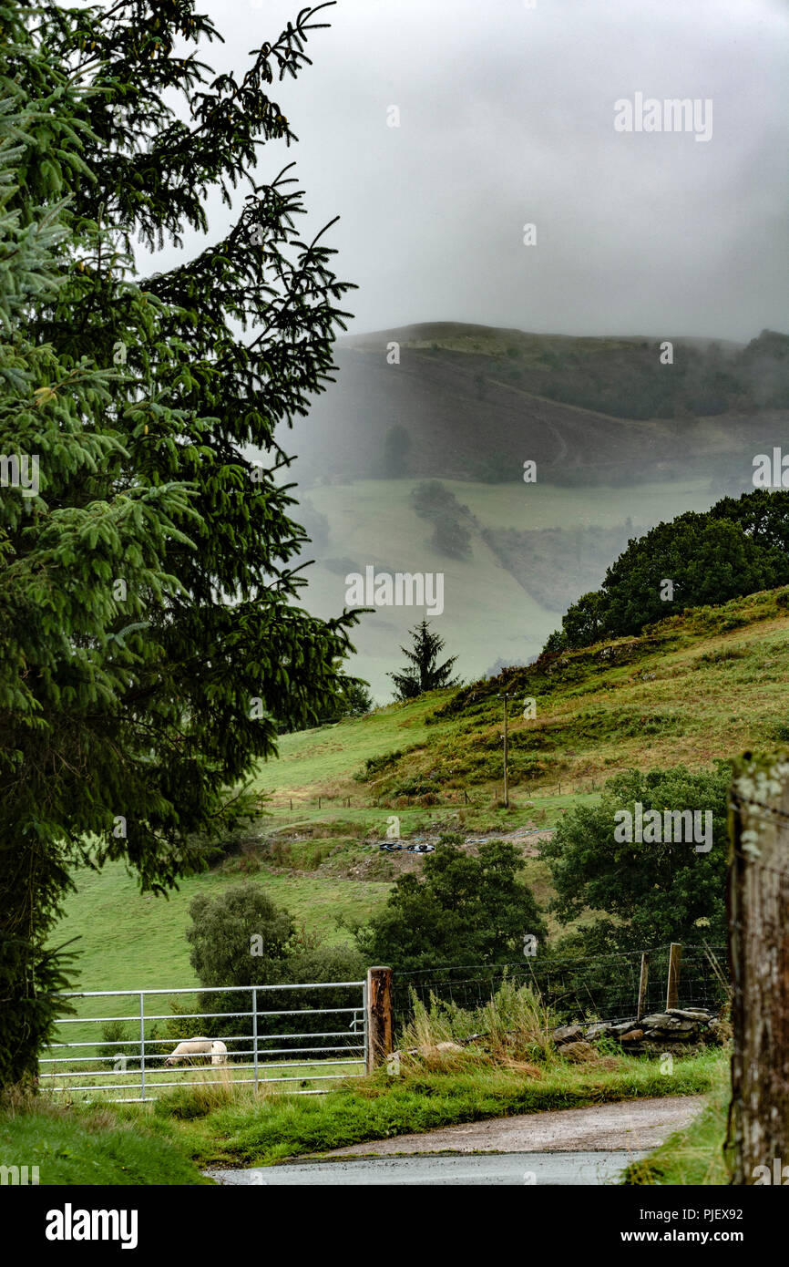 Bala lake railway dog hi-res stock photography and images - Alamy