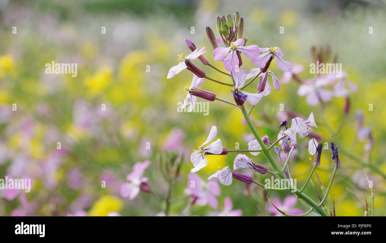 Cabbage flower hi-res stock photography and images - Alamy