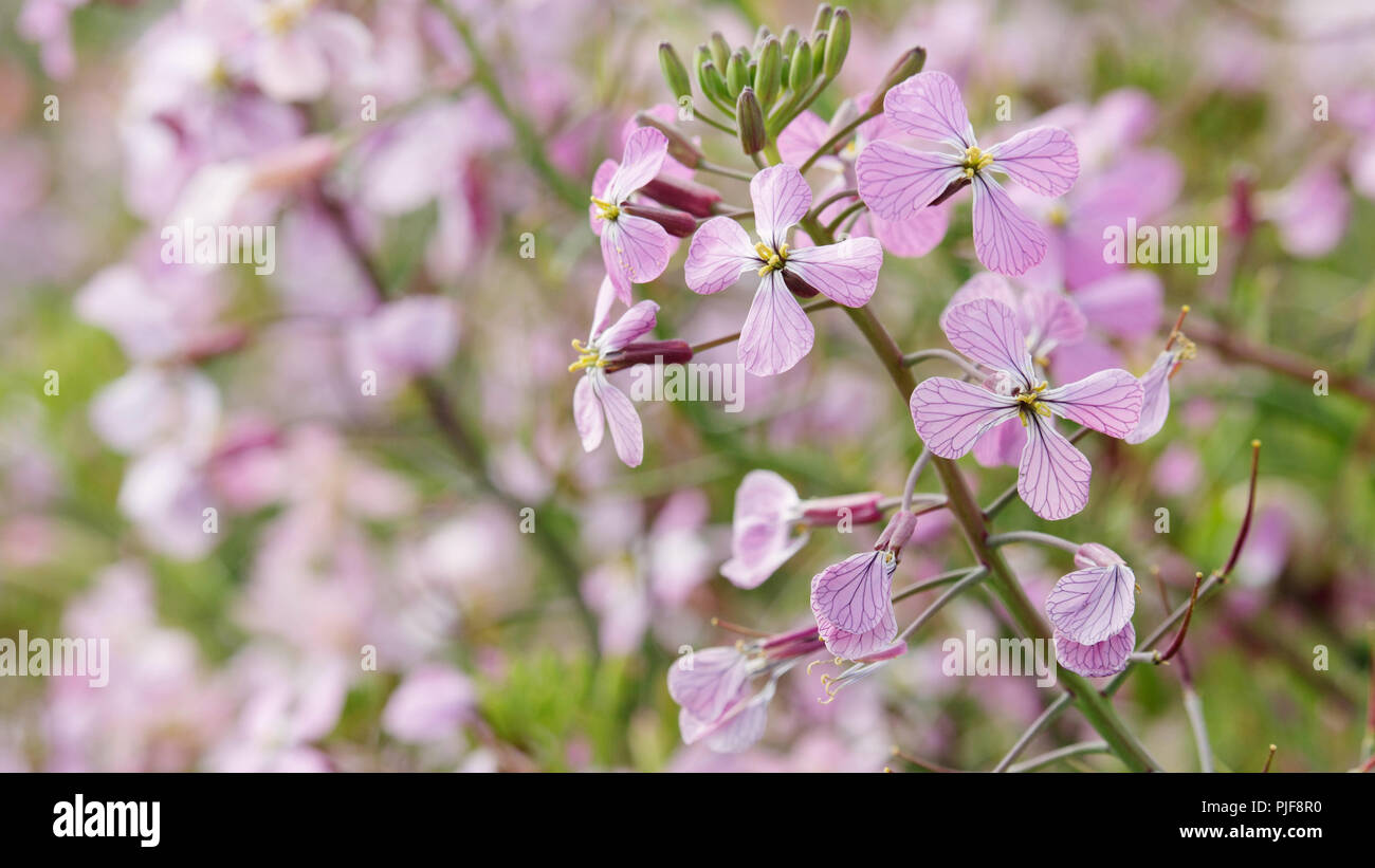Cabbage flower hi-res stock photography and images - Alamy