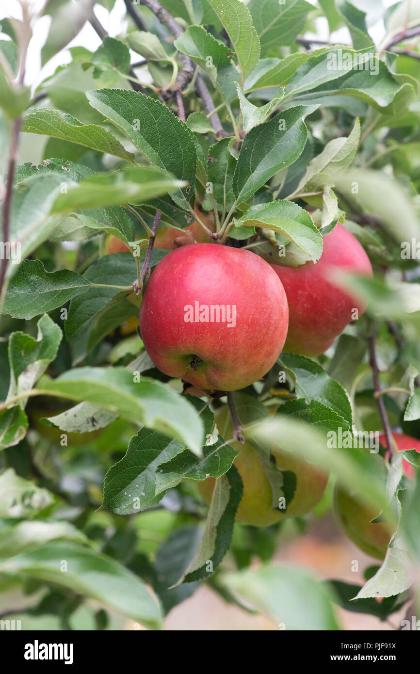 Malus domestica. Apple ‘Crimson crisp’ on the tree Stock Photo - Alamy